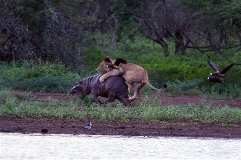 Kruger National Park Hippo Mum Defens Lion From Attack Daily Star