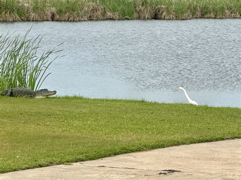 Bird Sightings — Rockport Community Reports And Photos Rockport Birding Hq