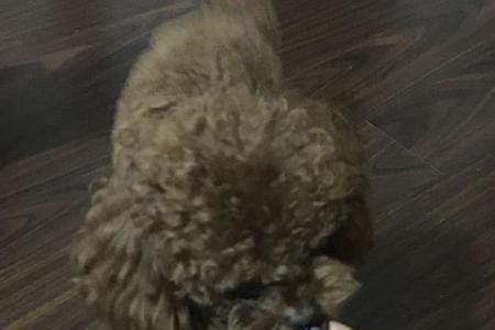 泰迪第一次生宝宝能生多久