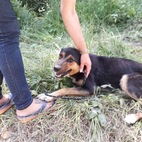 Коледа в приюта Много сняг Приют за животни Габрово Facebook