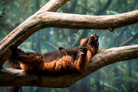 Premium Photo Squirrel Sitting On Tree Branch