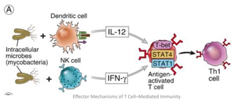 Chapter 6 Effector Mechanisms Of T Cell Mediated Immunity Flashcards Quizlet