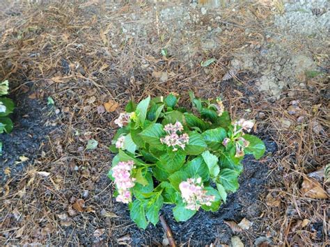 Wilted And Droopy Hydrangeas Rhydrangeas