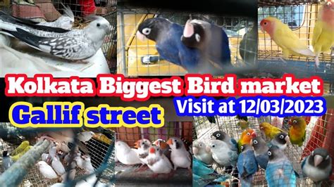 Galiff Street Pet Market Recent Exoitc Bird Priceupdate Biggest