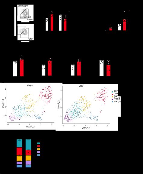 Alteration Of Germinal Center B Cell Composition And Survival Splenic