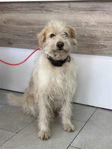 Граѓанска Вчера скоро цел ден се објавуваше кутрево низ Центар Во моментов е згрижено на