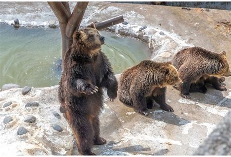 のぼりべつクマ牧場北海道のおすすめ観光スポットレジャー旅色旅色