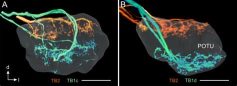 Three Dimensional Volume Rendering Visualization Frontal Views Of Two