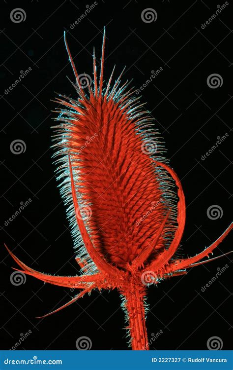 Red Thistle Stock Image Image Of Stemmed Textured Enhanced 2227327