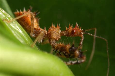 Assassin Or Damsel Bug Sinea Bugguidenet