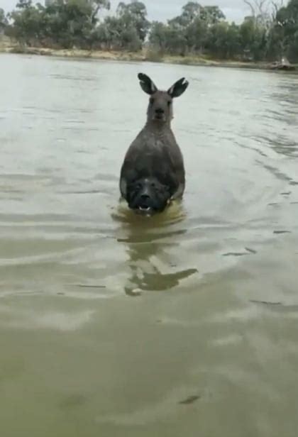 🔥 Kangaroo Doing Kangaroo Things R Natureisfuckinglit