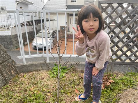 隔年結果とは？姫コブシ今年は花が咲きませんでした。考えられる原因の5つを紹介。7月9日季節外れの花が咲いたため更新。 Takeblog┃たけぶろぐ