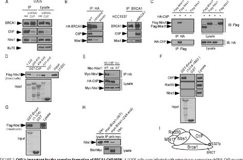 Figure 2 From Cell Cycle Dependent Complex Formation Of Brca1·ctip·mrn
