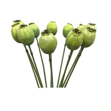仿真植物单枝罂粟果美式家居装饰浆果泡发财果手感罂粟果厂家批发 阿里巴巴