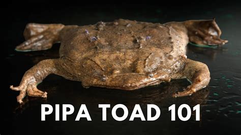 Pipa Toad Care Everything You Need To Know Youtube