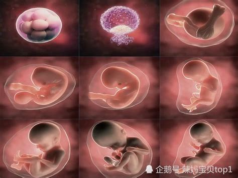 胎儿发育图胎儿发育图一到九个月微信公众号文章