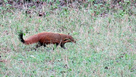 Taxonomy Mongooses Herpestidae