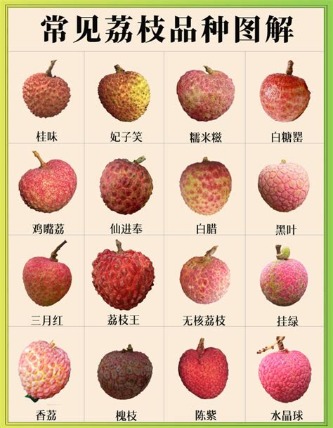 荔枝攻略 知乎