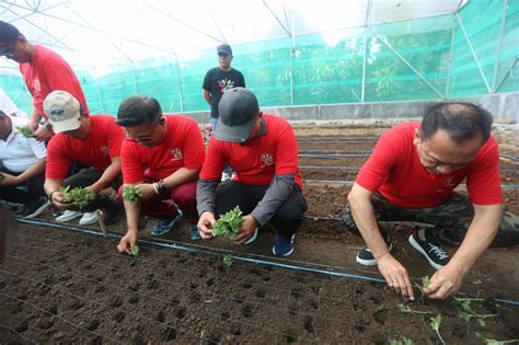 Penanaman Bibit Bunga Krisan Pemerintah Kota Tomohon