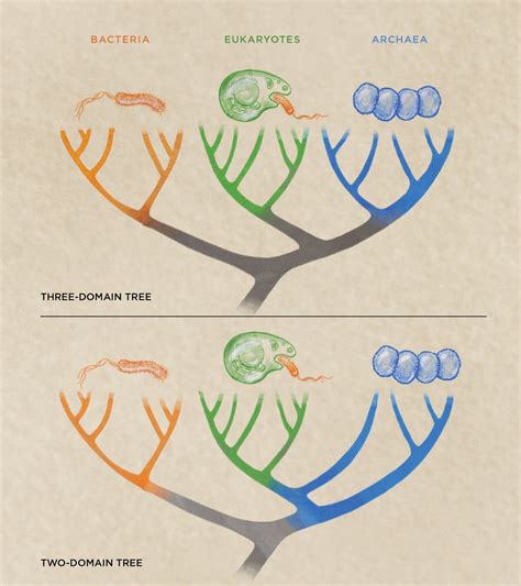 The Long And Winding Road To Eukaryotic Cells The Scientist