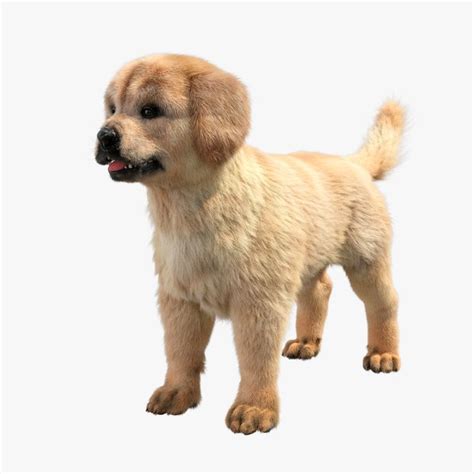 골든 리트리버 강아지 3d 모델 Turbosquid 1754011