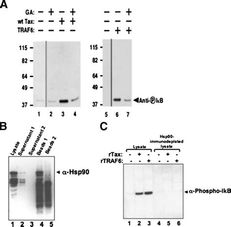Inhibition Of Tax Mediated Activation Of The Nfb Pathway By
