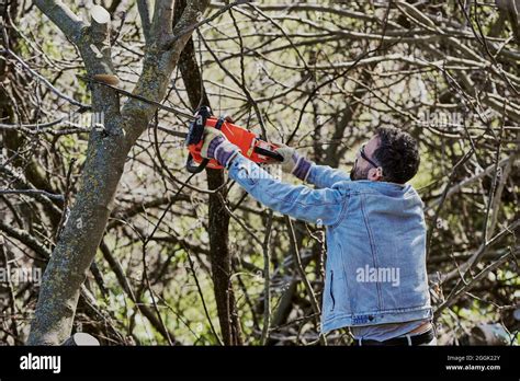 Man With His Back Turned Is Cutting Down A Tree With A Chainsaw Stock Photo Alamy
