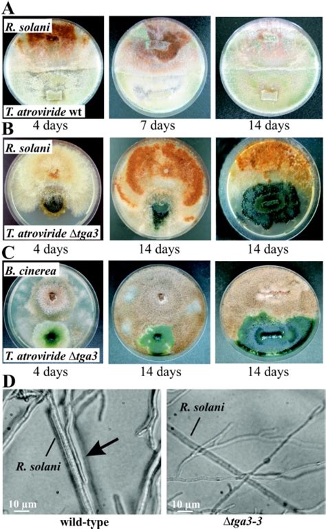 Signal Transduction By Tga3 A Novel G Protein Alpha Subunit Of Trichoderma Atroviride