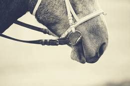 Reins Definition Meaning Merriam Webster
