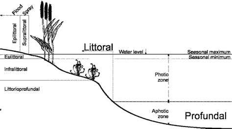 Schematic Showing Main Benthic Habitat Zones And Gradients In Lakes Download Scientific Diagram