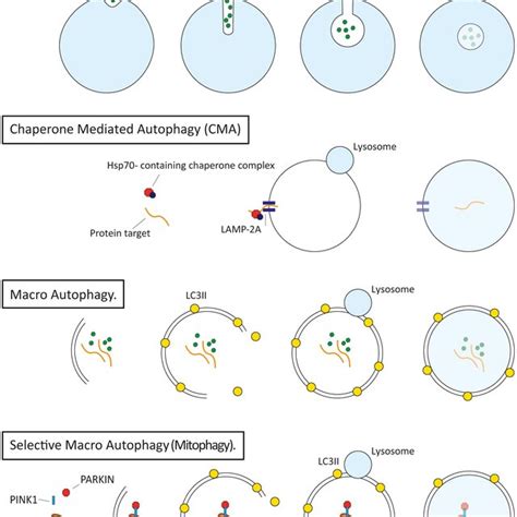Top Major Pathways Involved In Autophagy Regulation Autophagy