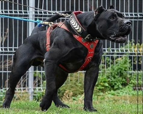 Top 15 Muscular Dog Breeds Hubpages