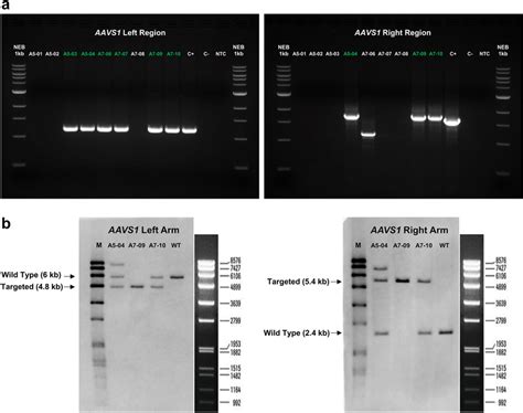 Genetic Screening A Junction Pcrs Were Performed Using Download