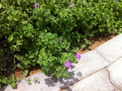 Lantana Montevidensis Purple Trailing Lantana Kame Gardens