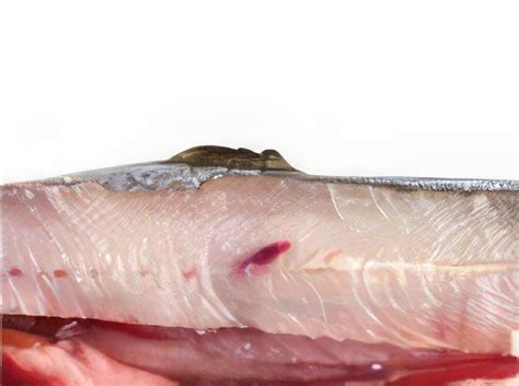 Fractura Vertebral Por Shock Eléctrico En Salmón Del Atlántico Salmo
