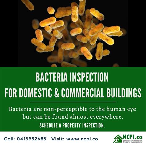 Ncpi Bacteriainspection Bacteria Bacteriasampling Nsw Australia Ncpi Australia