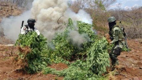 Narcotráfico En México Estrategias Actuales De Combate Y Sus Efectos