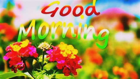 Good Morning Video 🌹 Good Morning Whatsapp Status