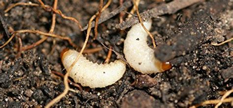 Dragonfli Vine Weevil Killer Nematodes 100 Square Metre Pack Buy