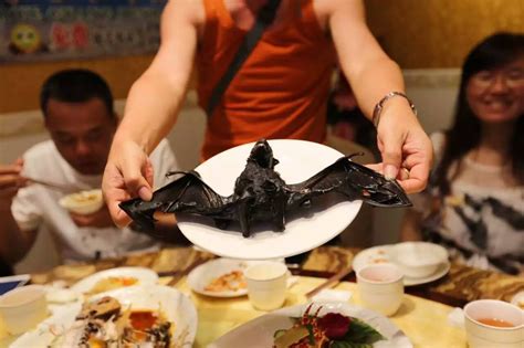 蝙蝠帕劳 帕劳吃蝙蝠 帕劳果蝙蝠 大山谷图库