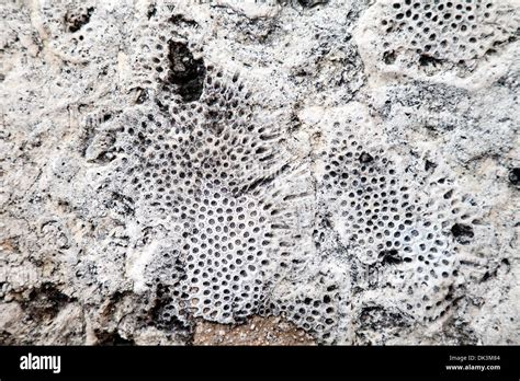 Limestone Rock Fossils At Harold Chappell Blog