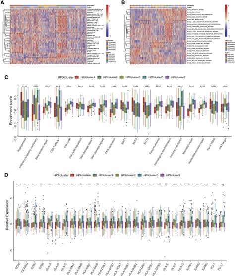 Characterization Of Hypoxia Response Patterns Identified Prognosis And