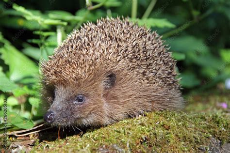 Igel Stock Photo Adobe Stock