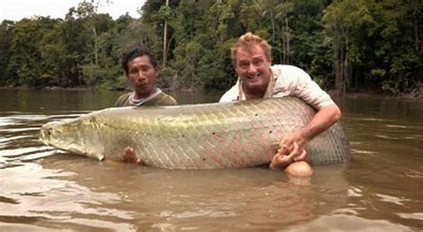 Ikan Terbesar Terkuat Di Dunia Berhasil Ditangkap