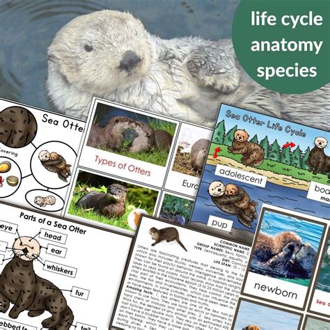 Sea Otter Anatomy Coincidental Kinderschema Makes Sea Otters
