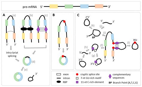 Circular RNA Formation And Degradation Are Not Directed By Universal Pathways
