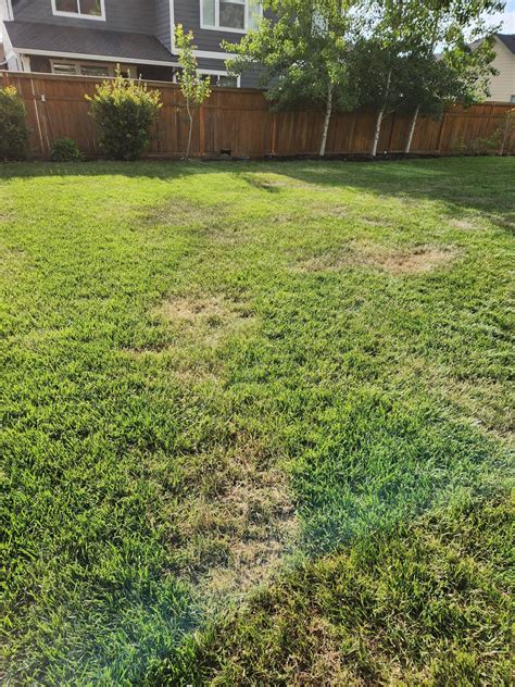General Advice To Recover Lawn Rlawncare