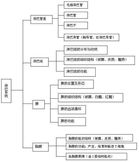 《人体解剖学基础》第七章 脉管系统总结及习题word文档在线阅读与下载免费文档