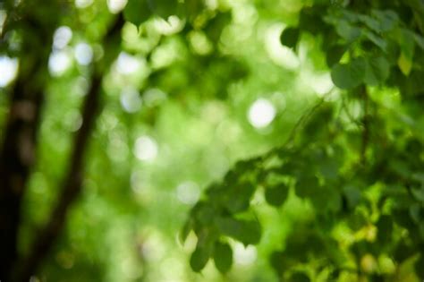 Premium Photo Natural Green Bokeh Background Green Bokeh On Nature