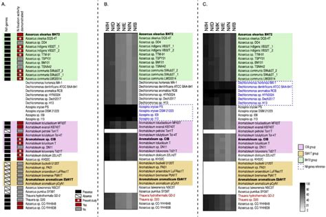 Single Gene Nifh Phylogeny And Heat Map Confirms The Presence Of Two